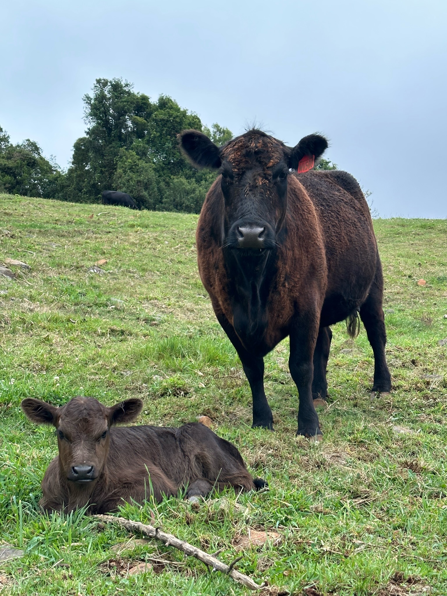 Black Angus Beef Delivery | MVA | Premium Meat Packs Sydney